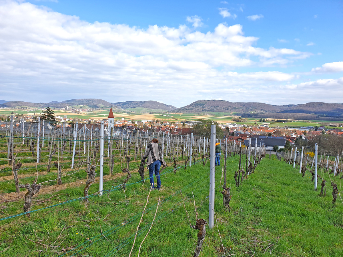 Ökologischer Weinbau Joachim Netzhammer | Der Wein mit Charakter